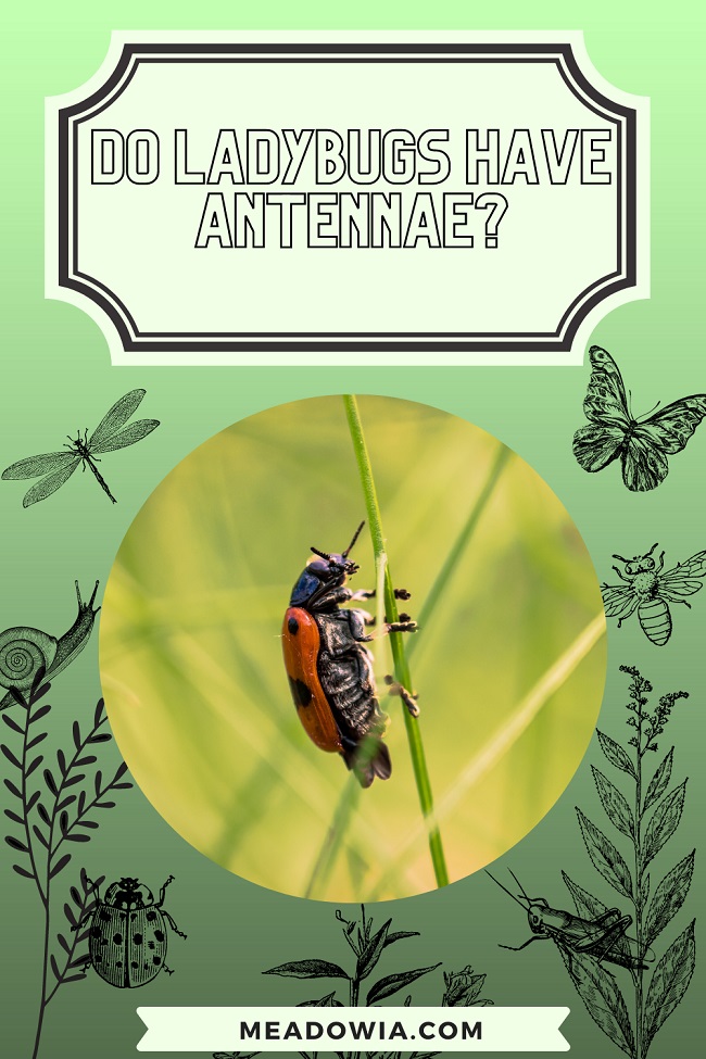 Do Ladybugs Have Antennae? (The Ways They Can Use Them)
