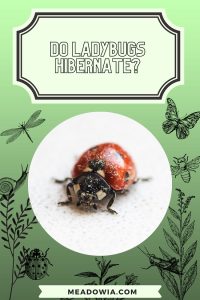 Do Ladybugs Hibernate? (Winter Dormancy and Torpor)