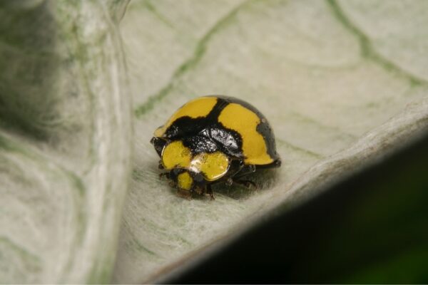 Do Ladybugs Eat Plants? (Explained)