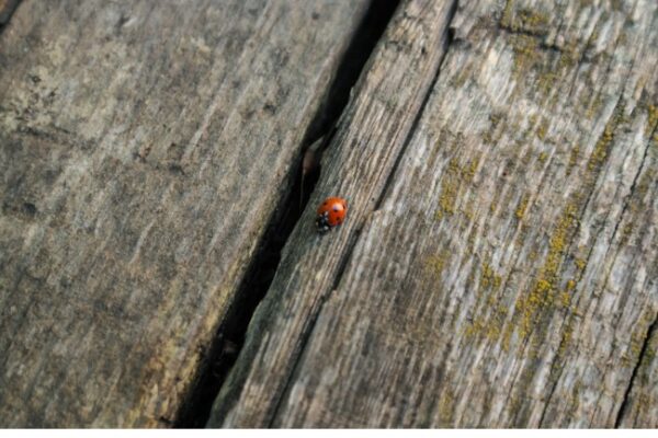 Do Ladybugs Hibernate? (Winter Dormancy and Torpor)