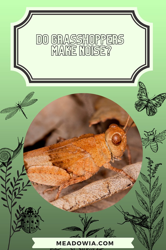 Do Grasshoppers Make Noise? (Sound Production Explained)