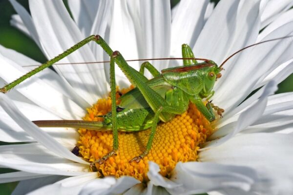 How do Grasshoppers Make Sound? (When & Why)
