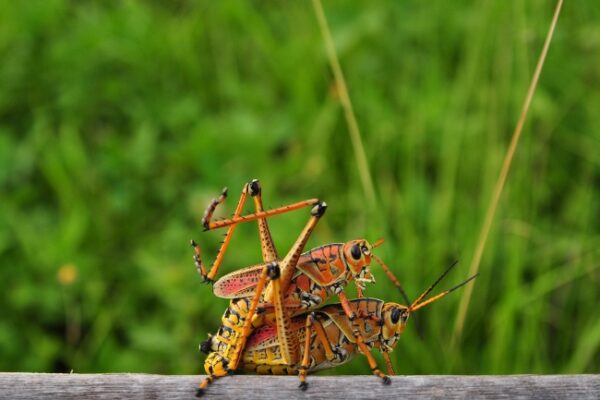 How do Grasshoppers Reproduce? (Eggs & Mating Explained)
