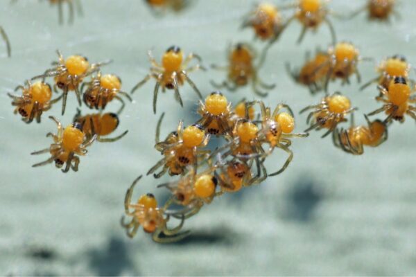 Where Do Garden Spiders Go In the Winter? (Explained)