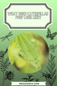 What Does Caterpillar Poop Look Like? (Insect Frass)