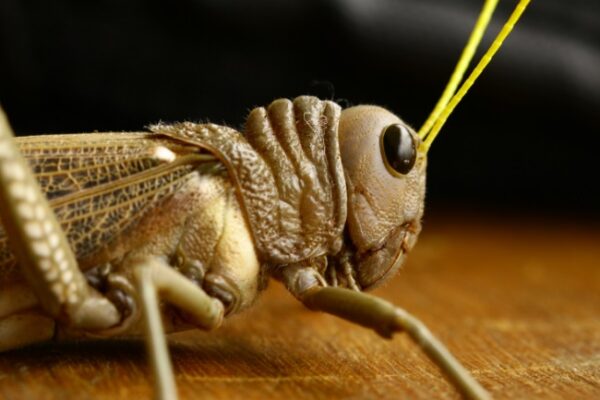 How Far and High can Grasshoppers Jump? (Who Jumps Best?)