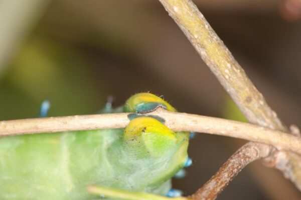 Does a Caterpillar Have Legs? (Prolegs vs. True Legs)