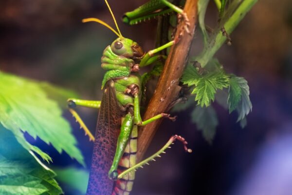 How do Grasshoppers Make Sound? (When & Why)