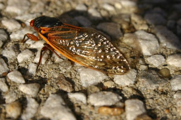 Are Cicadas and Locusts the Same Thing? (Explained)