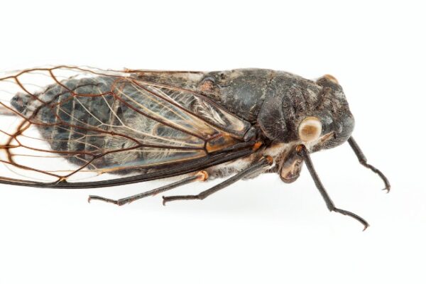 Do Cicadas Make Noise? How Does That Sound Like? (Explained)