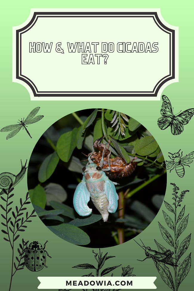 How & What do Cicadas Eat? (Eating Habits Explained)