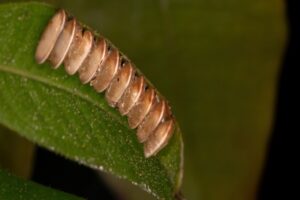 How do Grasshoppers Reproduce? (Eggs & Mating Explained)