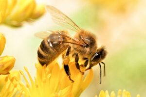 Do Bees Eat Pollen? What & How Often do They Actually Eat?
