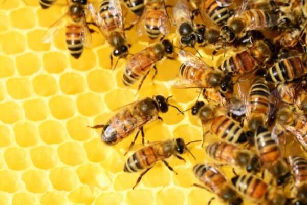 Do Bees Eat Pollen? What & How Often do They Actually Eat?