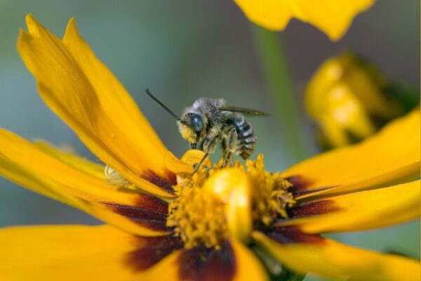 What Bees do NOT Sting? (A List Of Species Included)
