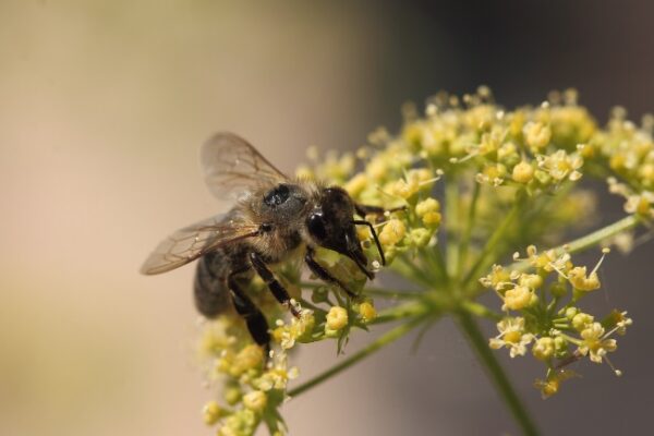What Bee is all Black? (A List of 7 Species)