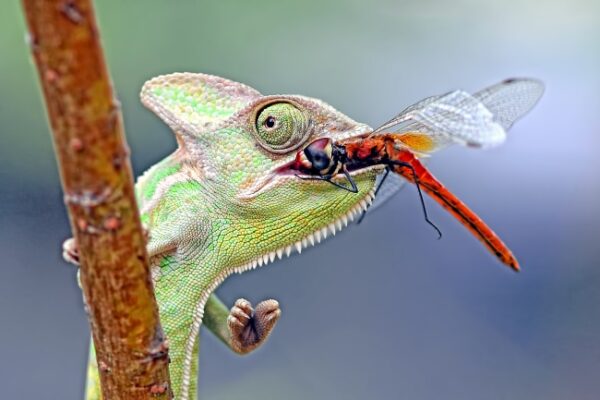 What Does a Dragonfly Eat and Drink? (Habits Explained)