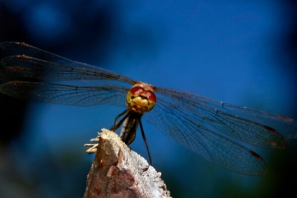 Why and How Does a Dragonfly Fly? (Explained)