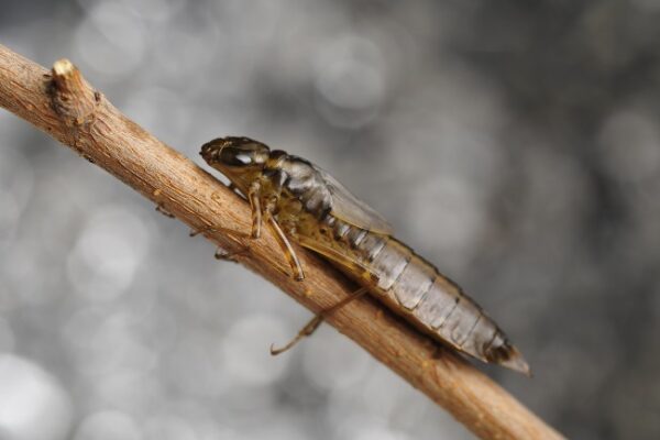 What Does a Dragonfly Eat and Drink? (Habits Explained)