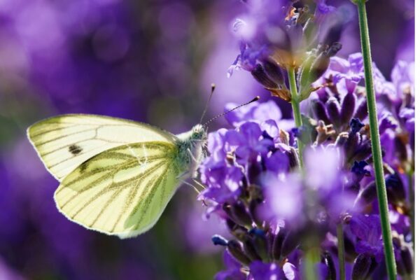 Here's How a Butterfly Flies When it Rains (Explained)