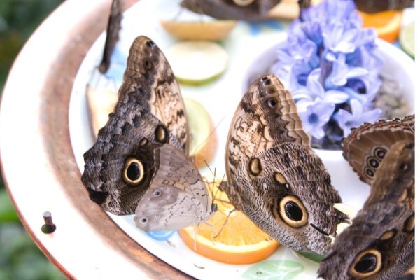 Butterflies and Their Poop Explained (Excess Fluids)