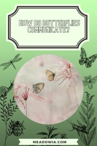How do Butterflies Communicate? (4 Methods)