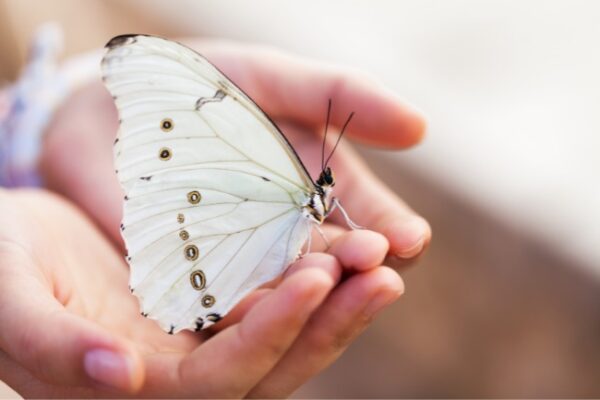 6 Essential Practices to Help a Dying Butterfly