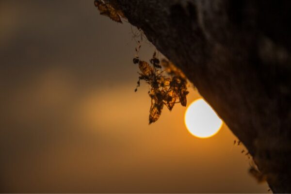 Answering "Do Ants Bury Their Dead?" (Explained)