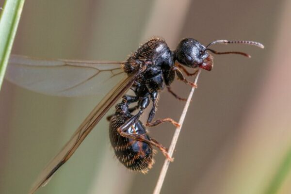 "Do Ants Have Wings?" What is Their Function?