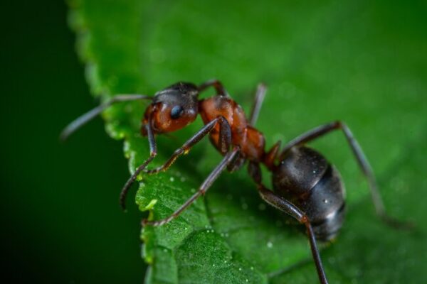 If You Wonder "Do Ants Have Bones?" (Exoskeletons Explained)