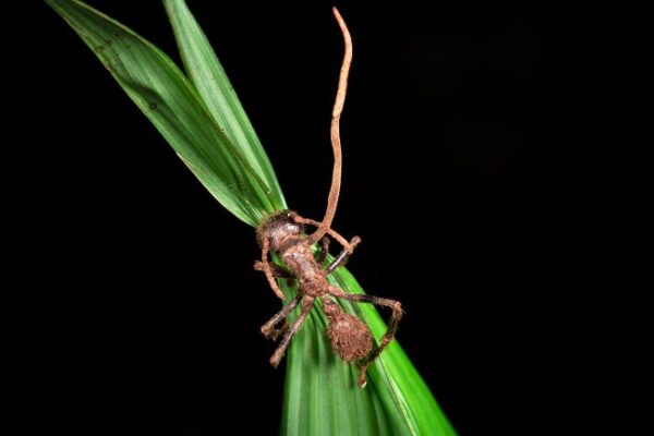 Wondering "How Many Legs do Ants Have"? (The Answer)
