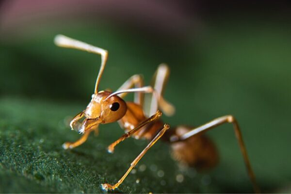 Wondering if Ants Poop & Urinate? (Explained Here)