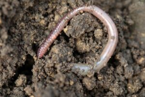 Earthworms Eating Habits Explained