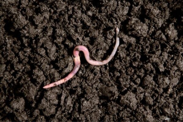 Here's How Earthworms Move (Rippling Motion)