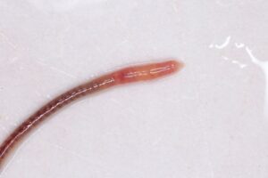 Here's "What do Earthworms Need to Survive?"