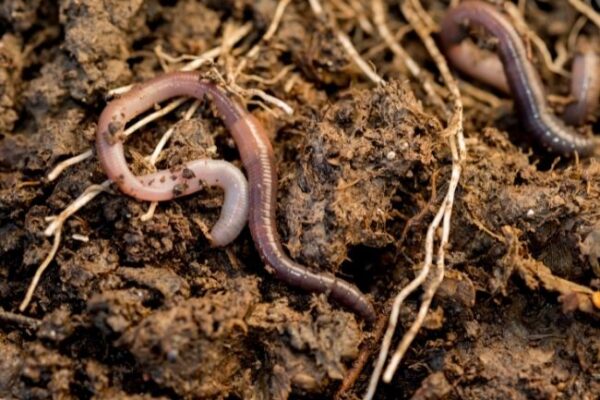 Earthworms Eating Habits Explained