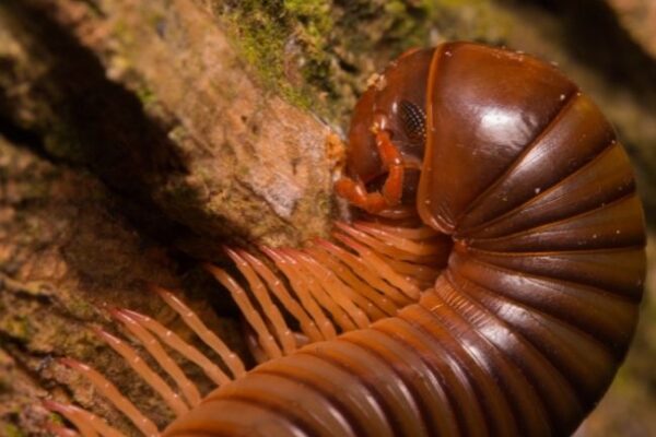 Millipede and its Legs (How Many, Why & Much More)