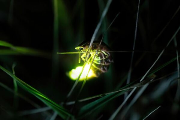 Here's What Makes Fireflies Glow (Bioluminescence Explained)