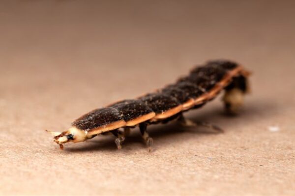 Firefly Larvae: Do They Glow, How do They Live & More