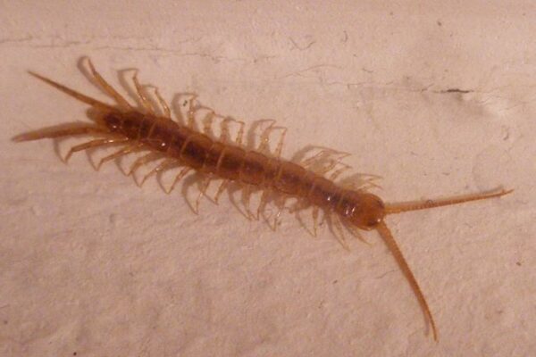 Centipedes Have 100 Legs: Myth or a Reality (Let's Explore)