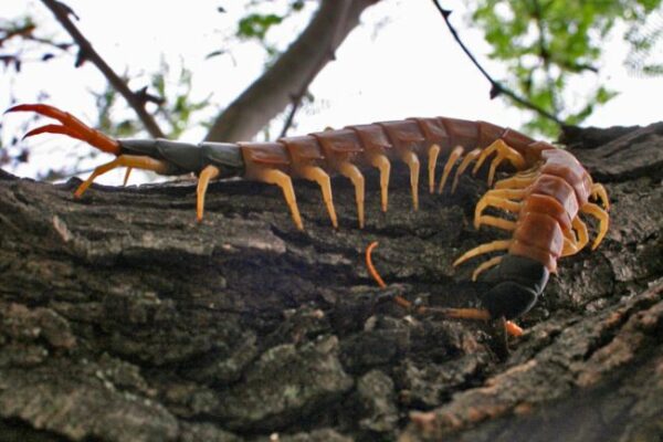 A List of 4 Centipedes with Yellow Legs