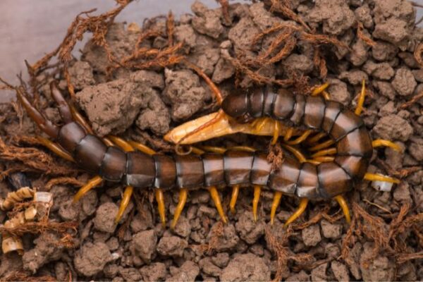 Centipedes Have 100 Legs: Myth or a Reality (Let's Explore)
