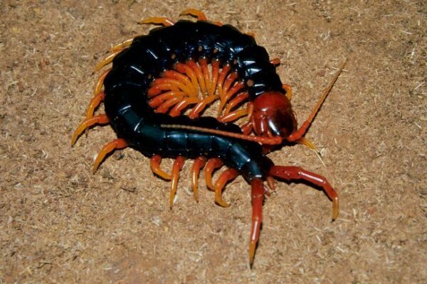 A List of 4 Centipedes with Red Legs