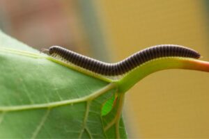 Centipedes Life Span: How Long do They Live?