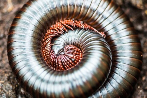 A List of 4 Centipedes with Red Legs