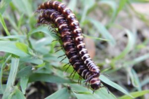 Centipedes Life Span: How Long do They Live?