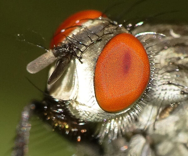Centipedes' Eyes: How Many, How Do They Use Them & More!