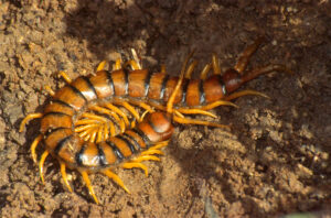 Centipedes in Your Garden: Good or Bad?