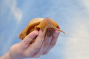 "Do Snails Bite?": Can They Bite Us?