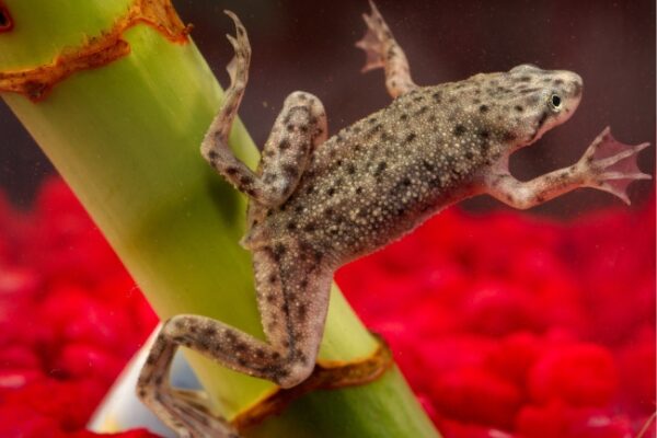 Which Species of Frogs Eat Fish (Explained)?